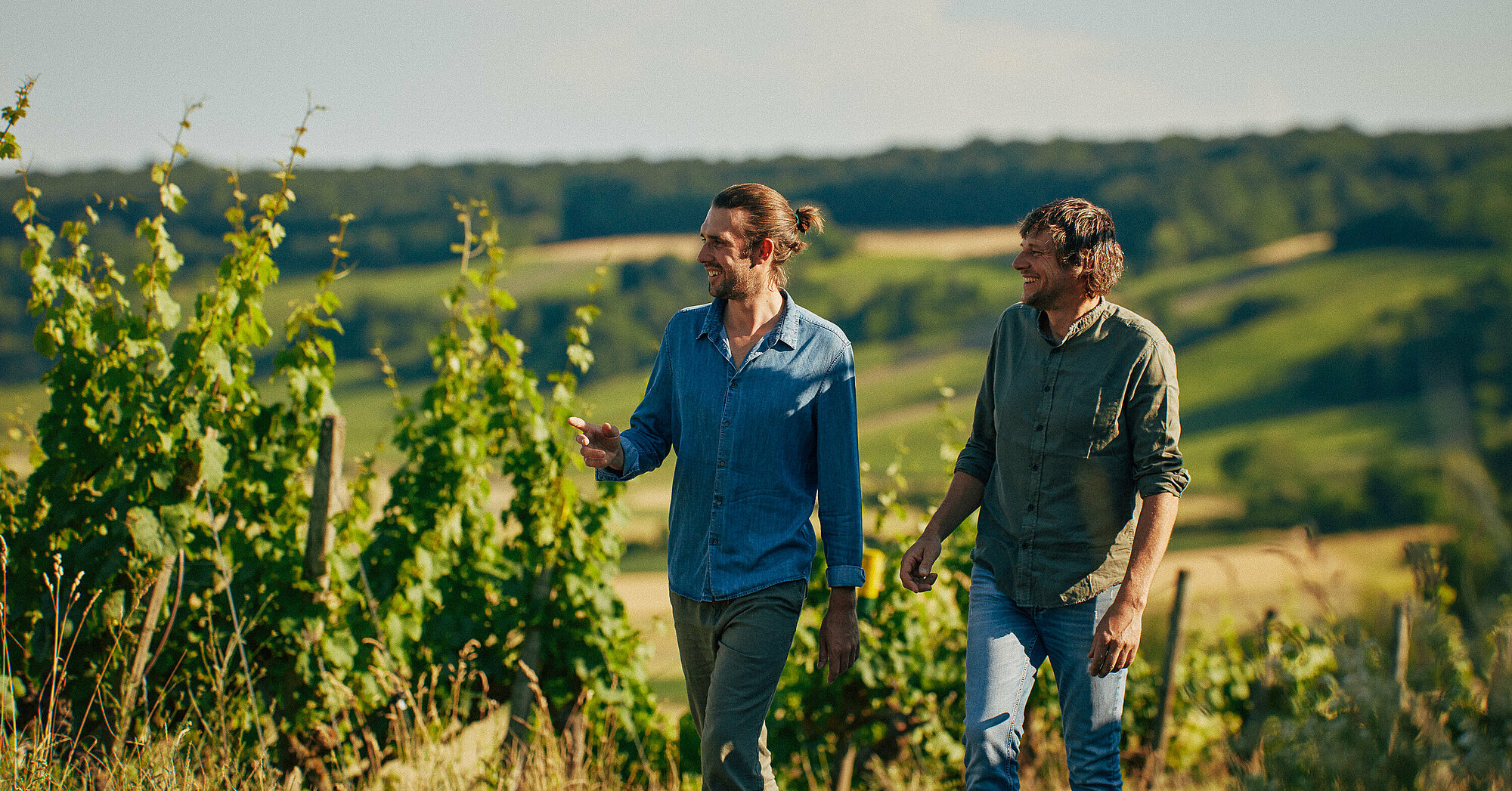 Vineyard - Weingut Zehnhof Theo Luckert: Weingut Zehnthof